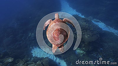 Turtle in Calm Ocean stock video. Video of ocean, project - 249100565