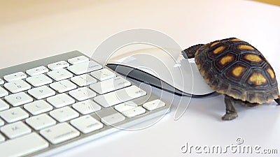 Turtle on Computer with Keyboard and Wireless Mouse, Slow Internet ...