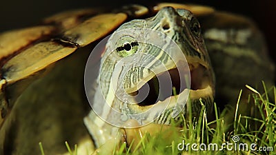 A Turtle on the Green Grass Opens Its Mouth. a Close-up Portrait of a ...