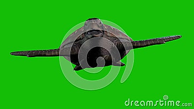 Turtle on Green Screen Swimming Front ,Animals 3D Rendering Animation ...