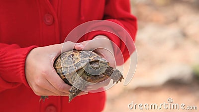 Turtle Hold stock footage. Video of reptile, little, animal - 56105176