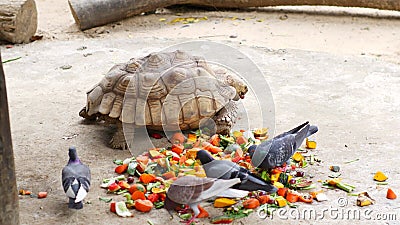 Turtle during Lunch at the Zoo Stock Video - Video of fruit, food ...