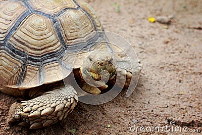 Turtle Move Slow In The Zoo Stock Photo - Image: 40215234
