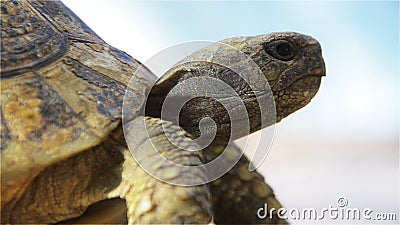Turtle in Profile from Low Angle Stock Video - Video of nature, animal ...
