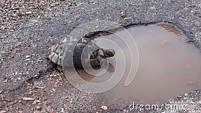 Turtle in a puddle zoom in stock footage. Video of buddle - 73318094
