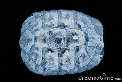 Turtle Shell X-ray Stock Photography | CartoonDealer.com #19776998
