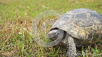 Turtle Slowly Moving through the Scene on Green Grass Stock Video ...