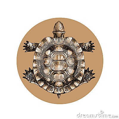 Turtle Top View, Carapace, Crawling, Sketch, Vector | CartoonDealer.com ...