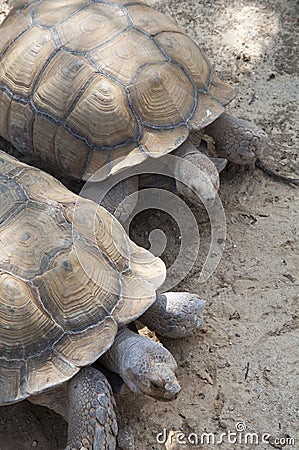 Turtle In Driving Royalty-Free Stock Photography | CartoonDealer.com ...