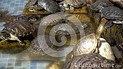 Turtles Floating in Pool Water Stock Footage - Video of peaceful ...