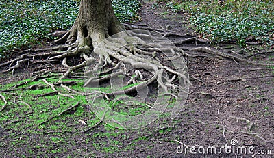 Twisted Tree Roots Royalty Free Stock Photography - Image: 23769507