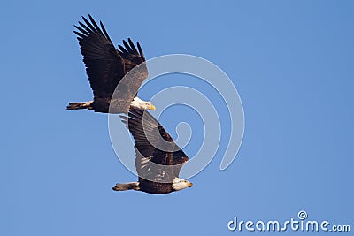 Two American Bald Eagles In Flight Royalty Free Stock Image - Image ...