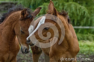 Two Baby Horses Nuzzling Each Other Royalty Free Stock Photography ...