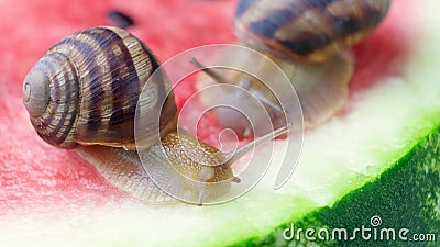 Two Beautiful Helix Pomatia Snails Eat Watermelon. Stock Footage ...