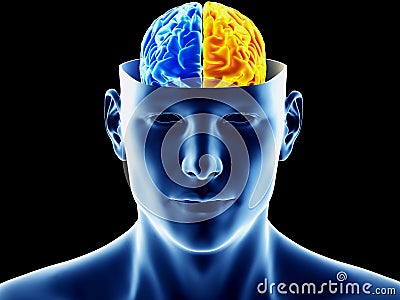 The Two Brain Hemispheres Royalty-Free Illustration | CartoonDealer.com ...