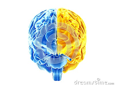 The Two Brain Hemispheres Royalty-Free Illustration | CartoonDealer.com ...