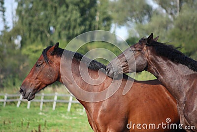 Two Brown Horses Nuzzling Each Other Stock Photography - Image: 30937412