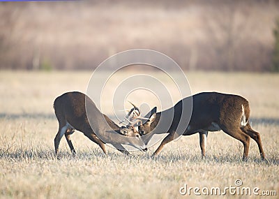 Two Bucks Fighting Royalty Free Stock Photography - Image: 8131227