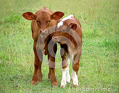 One calf bigger than the other - LetsRun.com