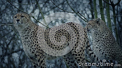 Two Cheetahs in Snowfall stock footage. Video of snowy - 116490534