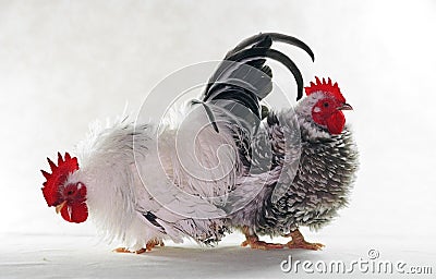 Two Chickens Stock Photography - Image: 3210592