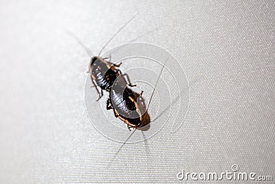 Two Cockroaches Mating On A White Surface. Royalty-Free Stock Image ...