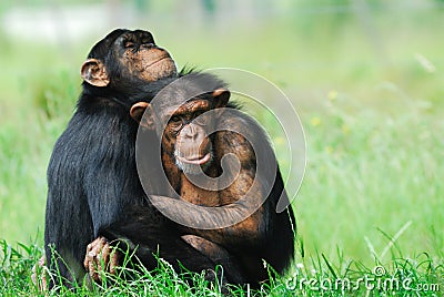 Two Cute Chimpanzees Stock Images - Image: 10069794