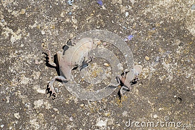 Two Dead Common Toads Lie On The Old Concrete Surface With A Belly Up ...