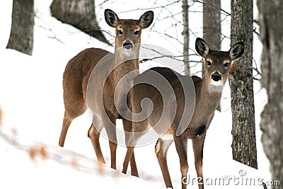 Two Deer Stock Image - Image: 14405541