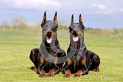 Two Dobermans Stock Images - Image: 9422014