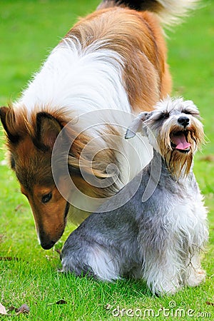 Two dogs - Stock Image - Everypixel