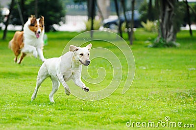Two Dogs Chasing Royalty Free Stock Photo - Image: 9875415
