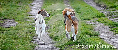 Two Dogs Walking Together Stock Photo - Image: 27908150