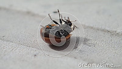 Two Dots Ladybug Turning on Its Legs Stock Footage - Video of fauna ...