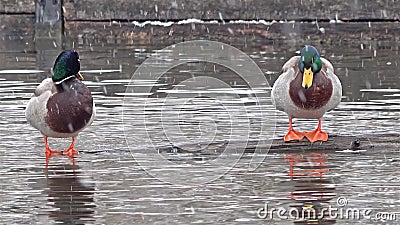 Two Ducks in Munich, Germany, during the Snow Storm Stock Footage ...