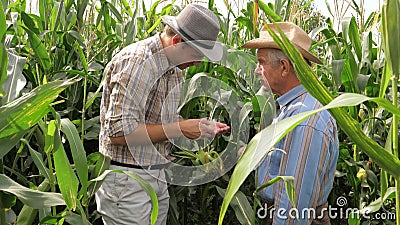 Two Farmers Work in Corn Field, Try Corns for Taste and Maturity Stock ...