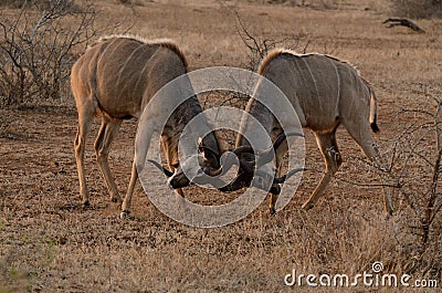 Two Fighting Kudus Royalty Free Stock Images - Image: 22216999