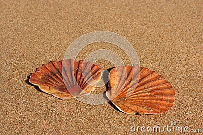 Two Flat Sea Shells On The Sand Stock Photo - Image: 1794160
