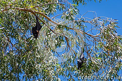 Two Flying Foxes Megabats Sleeping In Eucalyptus Tree At Karijini ...