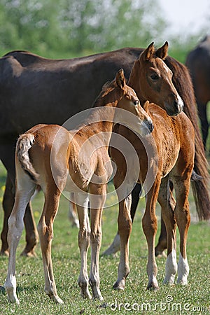 Two Foals Royalty Free Stock Images - Image: 2750509