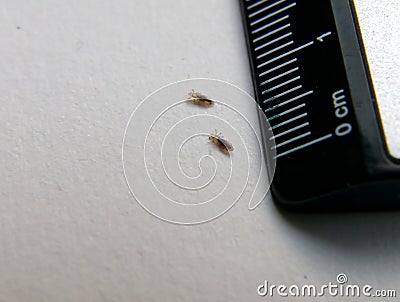 Two Head Lice (Pediculus Humanus Capitis) On A White Surface, Next To A ...