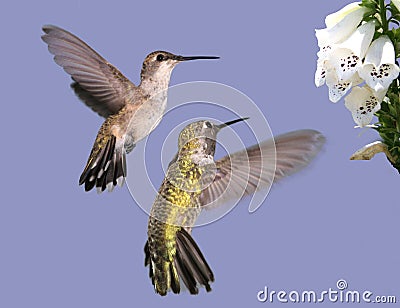 Two Hummingbirds Stock Photo - Image: 4796030