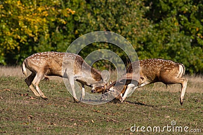 Two Male Deer Fighting Stock Image - Image: 16709351