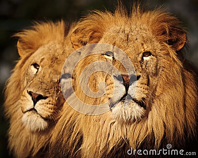Two Male Lions Stock Photo - Image: 16410410
