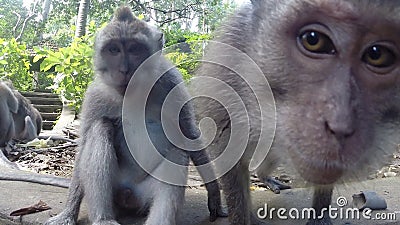 Monkeys look at the camera stock video. Video of nature - 115824197