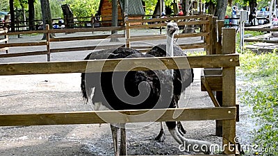 Two ostrich drinking water stock video. Video of avian - 70963411