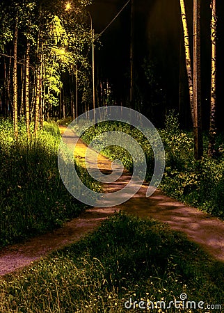 Two Paths In The Dark Among The Grass And Trees Merged Into One. Night ...