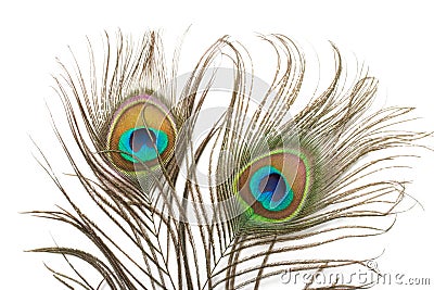 Two Peacock Feathers Close Up Stock Photos - Image: 4964573