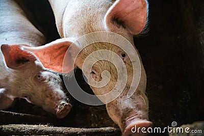 Pigs Top View Royalty-Free Stock Image | CartoonDealer.com #157430344