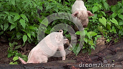 Two Pink Pigs Covered with Mud Looking for Food Stock Video - Video of ...